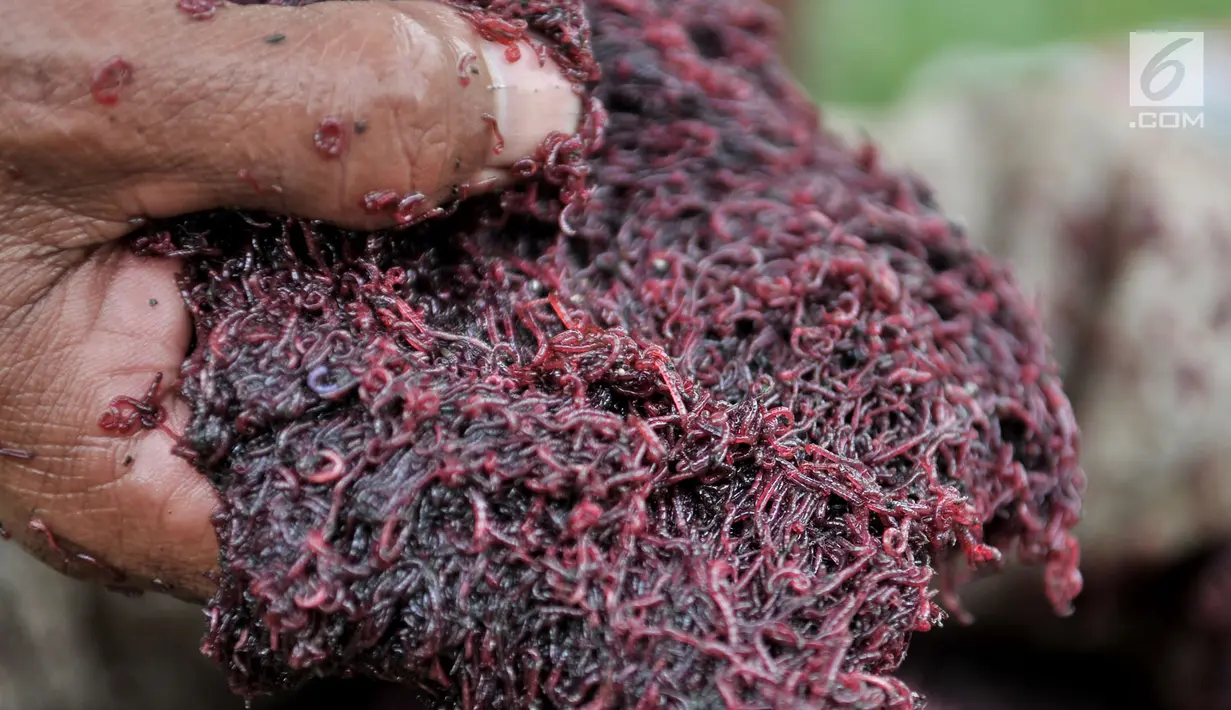 FOTO: Potret Pemburu Cacing Super Beromzet Jutaan Rupiah - Foto ...