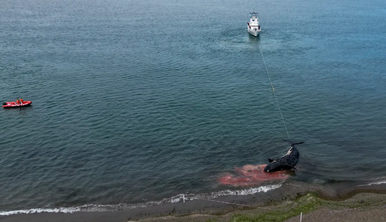Kekhawatiran Ilmuwan Argentina Setelah Serentetan Kematian Paus - Foto ...