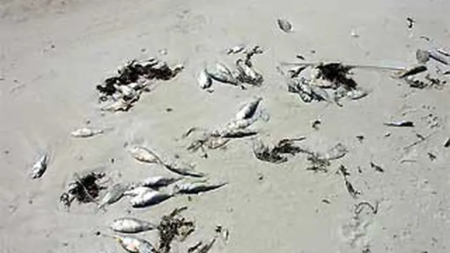 Ribuan Bangkai Ikan Penuhi Pantai Teluk Meksiko - Global Liputan6.com
