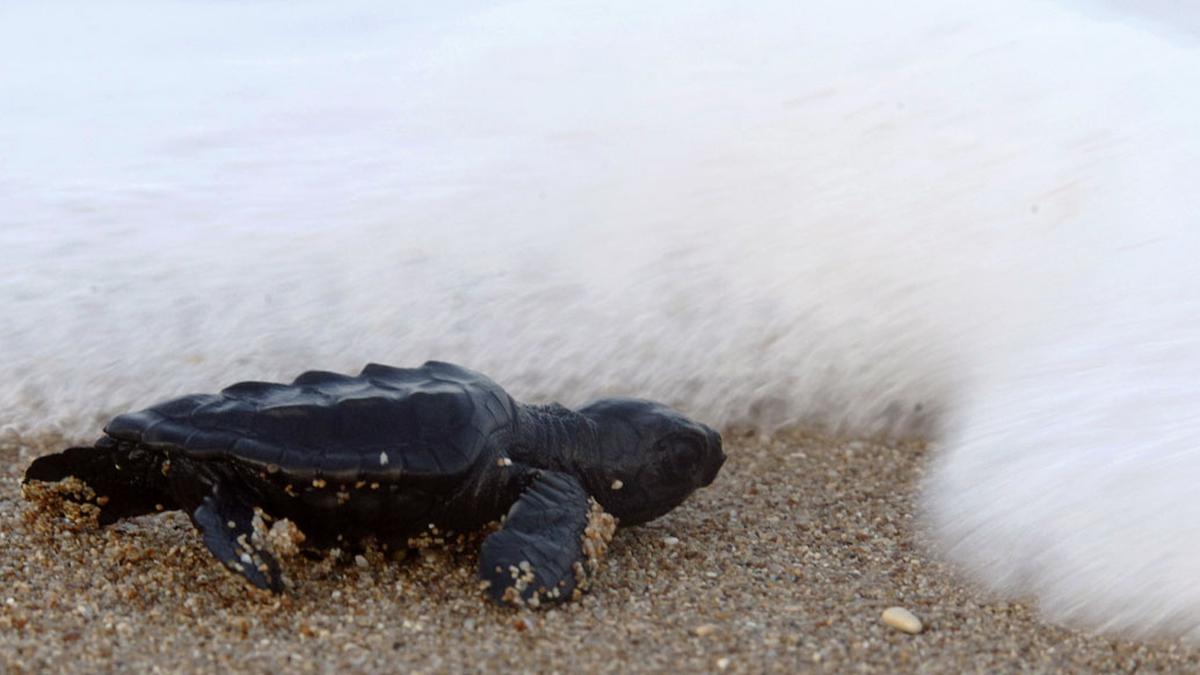 Bayi-Bayi Penyu di Lebanon Dikembalikan ke Habitat Aslinya - Foto ...
