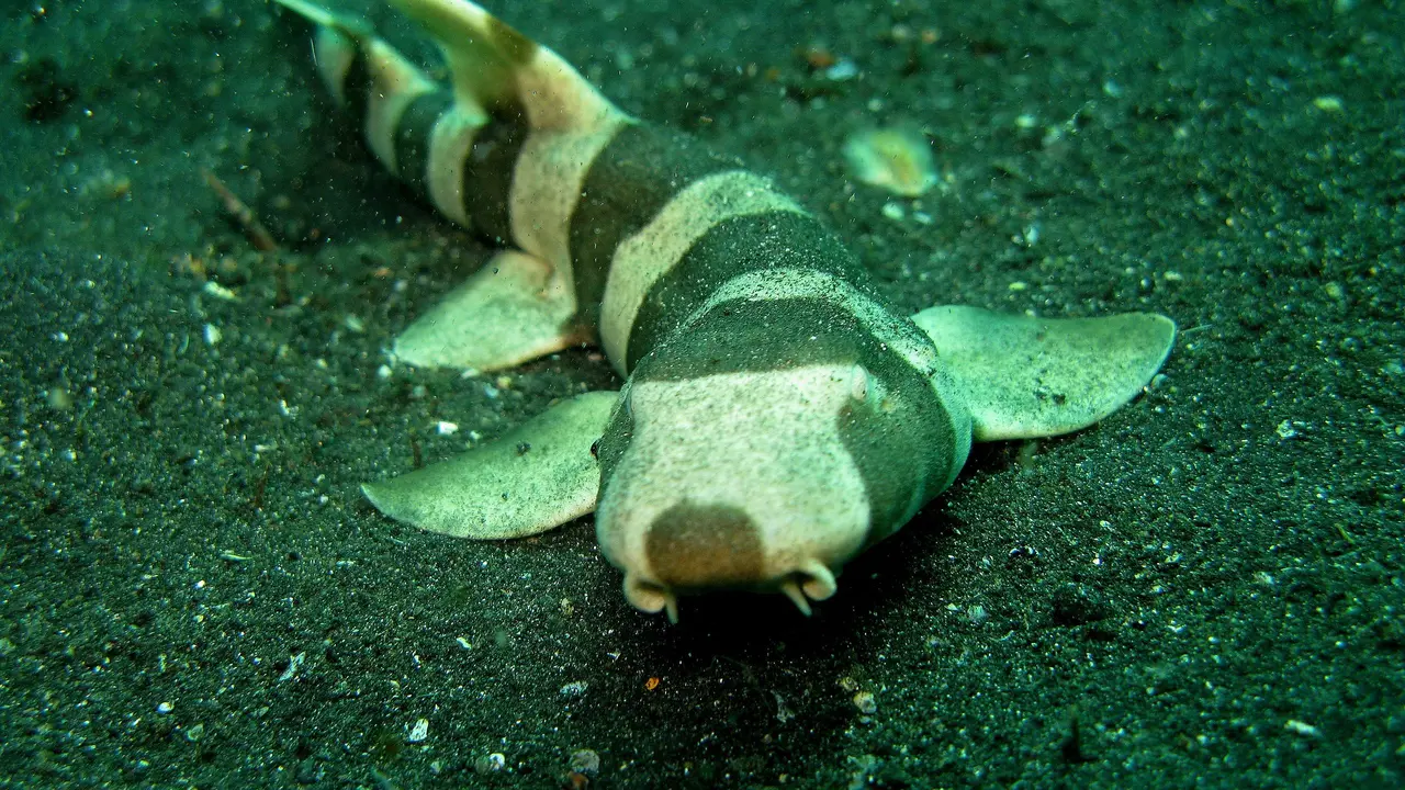 Mau Pelihara Hiu? Kenali 7 Spesies yang Bisa Jadi Hewan Peliharaan ...