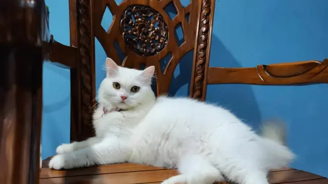 7 Potret Transformasi Kucing Buruk Rupa Berubah Jadi Cantik Ini Bikin ...