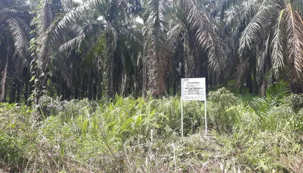 Rekonstruksi Pembunuhan Cliff Muntu - News Liputan6.com