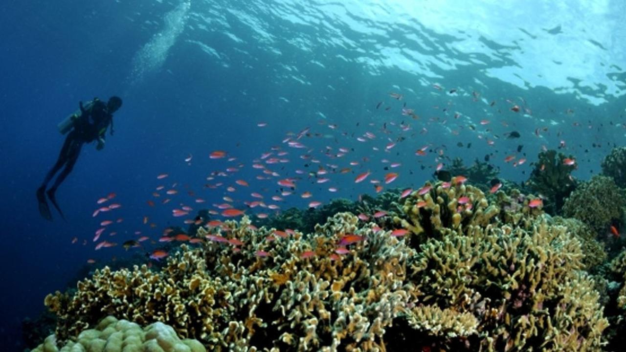 Pulau Morotai: Surga Bawah Laut Tersembunyi dengan Keindahan dan ...