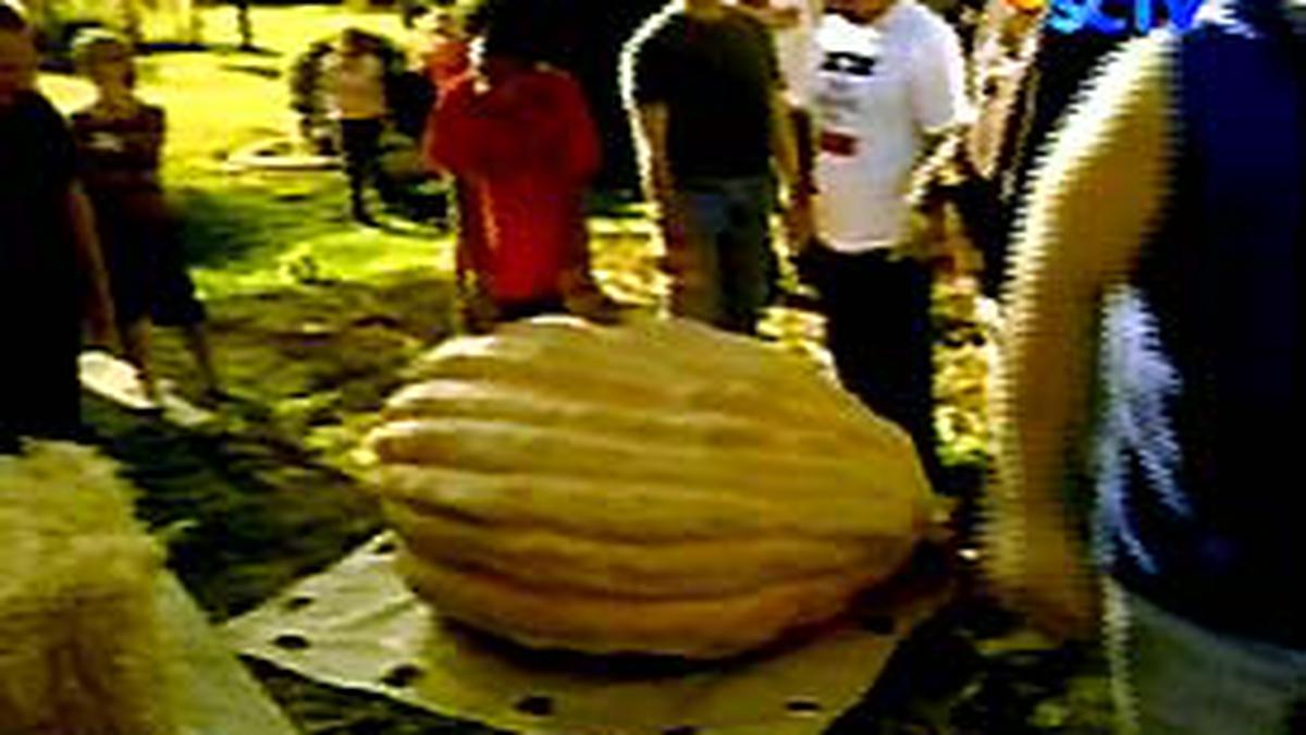 Labu Raksasa Berbobot 500 Kilogram di Illinois - Global Liputan6.com