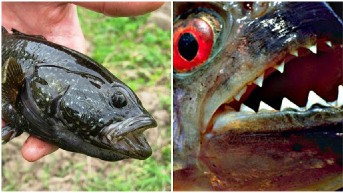 Top 3: Ikan Mutan Rusia Mengejutkan Warga - Global Liputan6.com