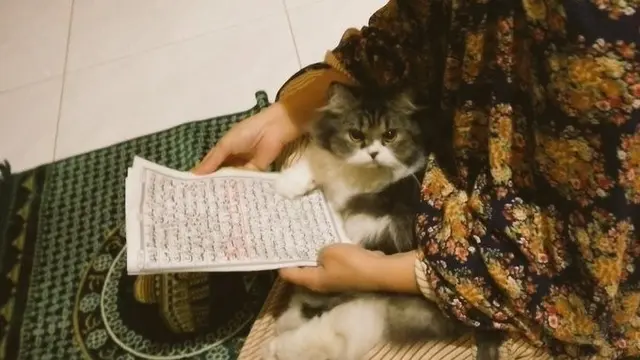 6 Potret Kucing Temani Orang Mengaji Ini Bikin Gemas - Hot Liputan6.com
