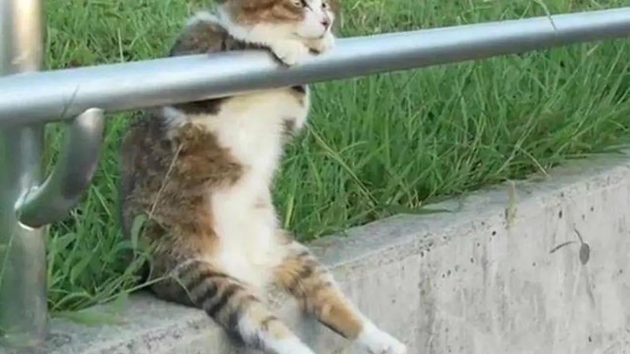 10 Potret Lucu Pose Kucing saat Duduk Ini Bikin Gemas - Hot Liputan6.com