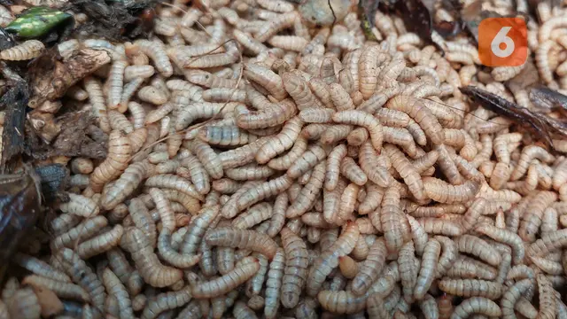 Masalah Sampah dan Untungnya Budidaya Maggot di Rumah - Regional ...