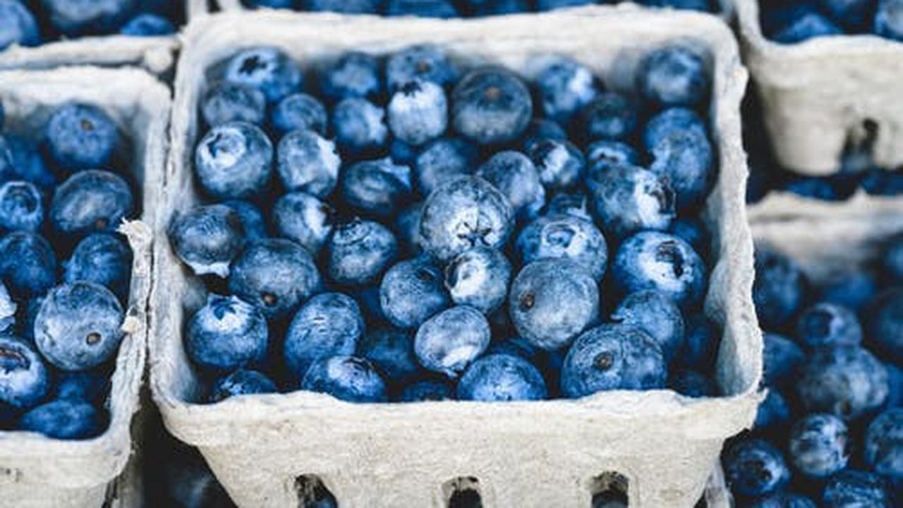 Perkebunan Australia Hasilkan Blueberry Terbesar Sedunia, Ukurannya ...