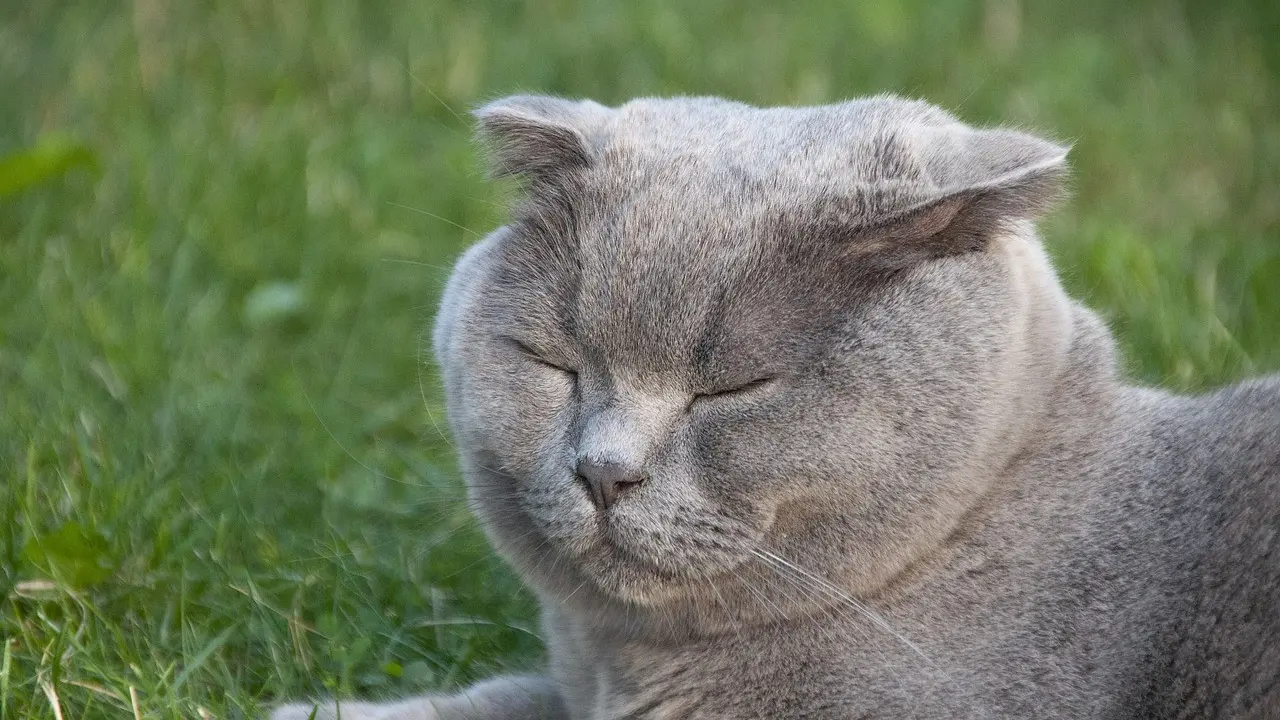 Ini 8 Alasan Kenapa Kucing Peliharaan Harus Selalu Berada di Dalam ...