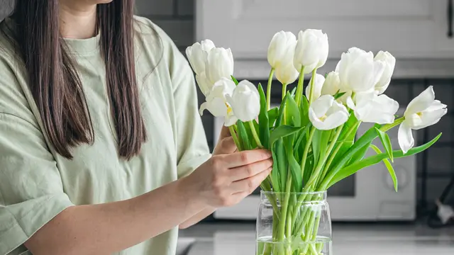 Cara Merawat Bunga Tulip agar Tumbuh Subur dan Mekar Indah di Indonesia