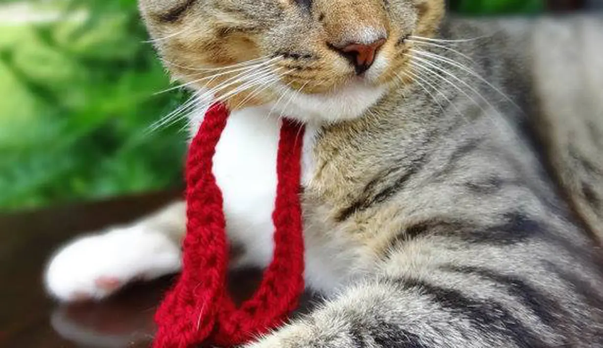 Topi Cute Bikin Kucing Makin Fashionable Dan Menggemaskan - Photo ...