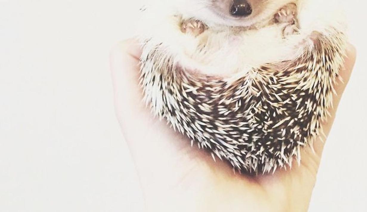 Pakai Topi & Fotogenic: Landak Mungil Ini Cute & Bikin Gemas - Photo ...