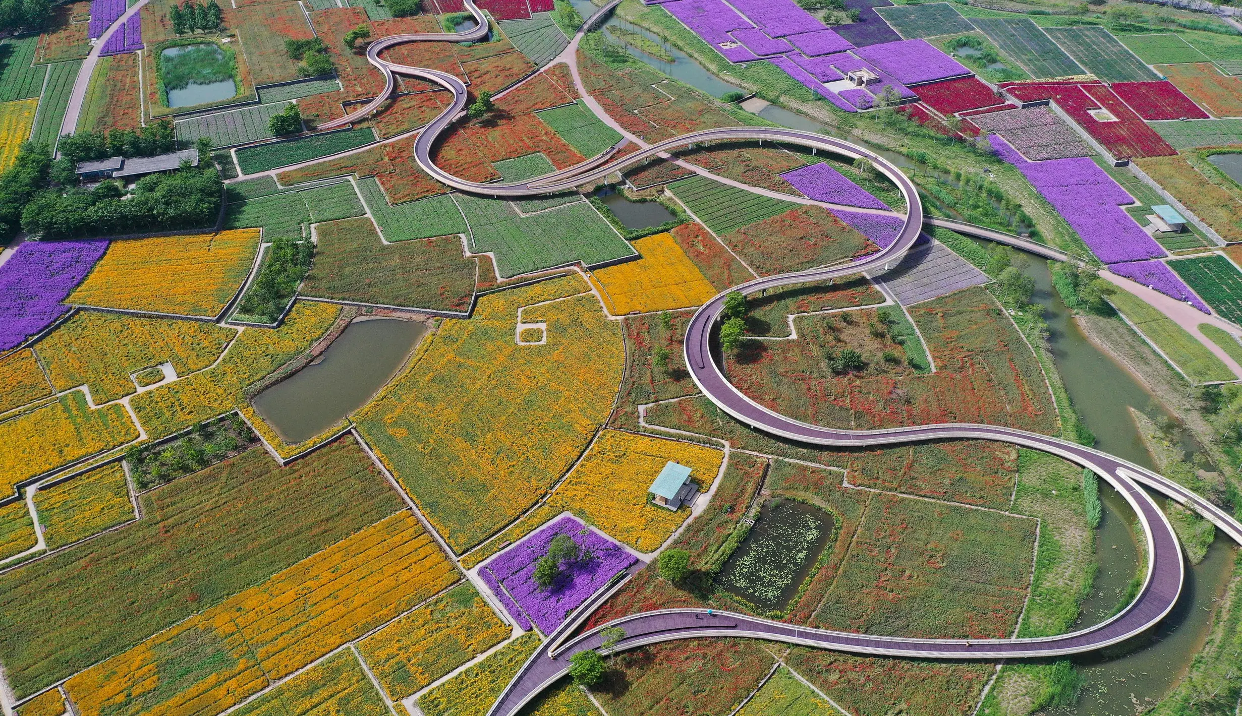 FOTO: Melihat Ladang Bunga di Taman Hutan Gunung San Tai China - Foto ...