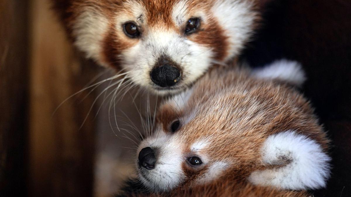 Lahirnya Bayi Panda Merah yang Langka di Attica Zoological Park Yunani ...