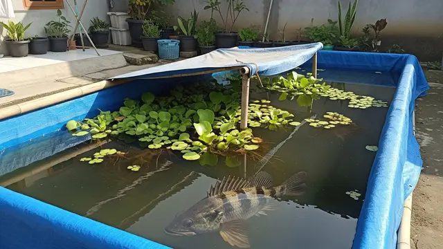 13 Ikan yang Cocok Dipelihara di Halaman Rumah untuk Persiapan Harga ...