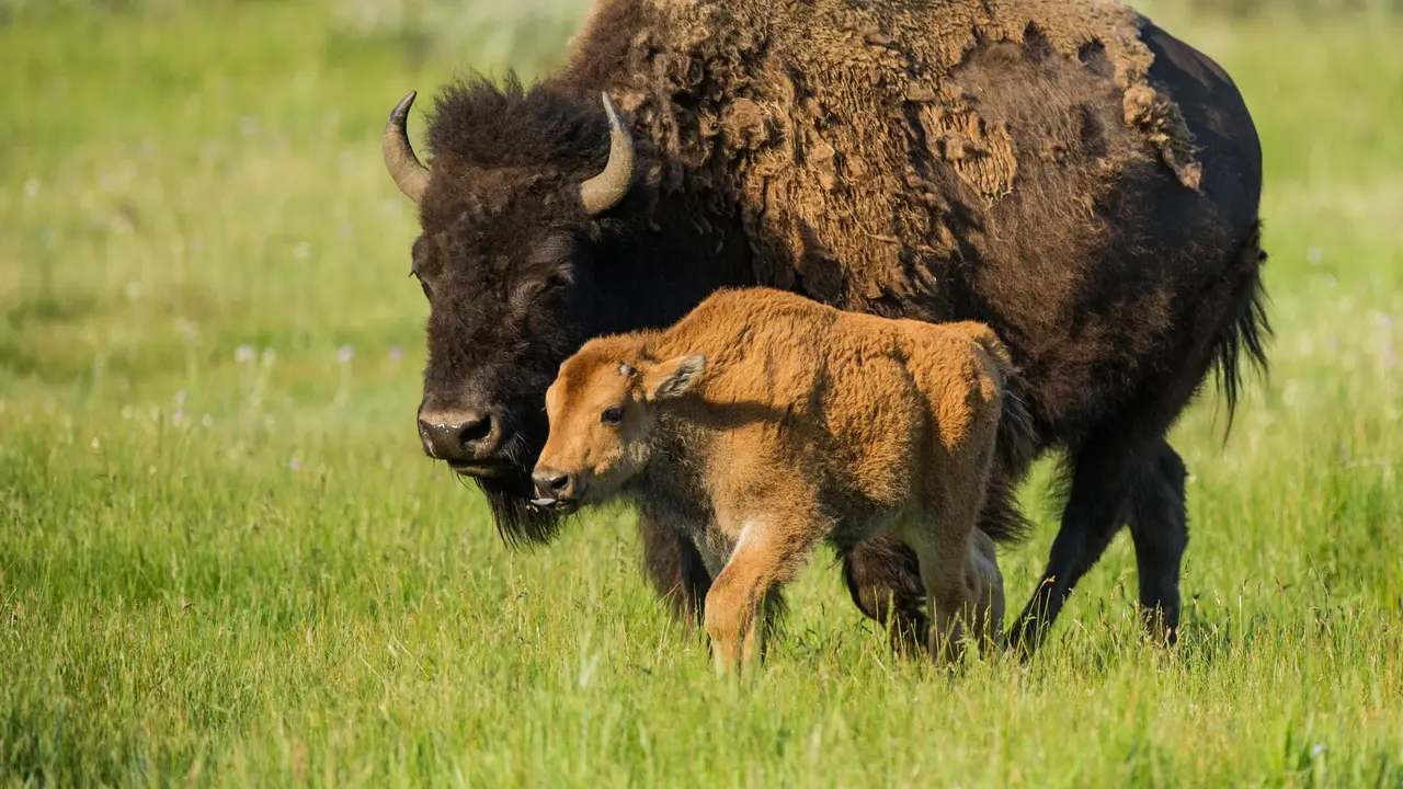 15 Contoh Hewan Vivipar yang Ada di Dunia, Ketahui Penjelasannya - Hot ...