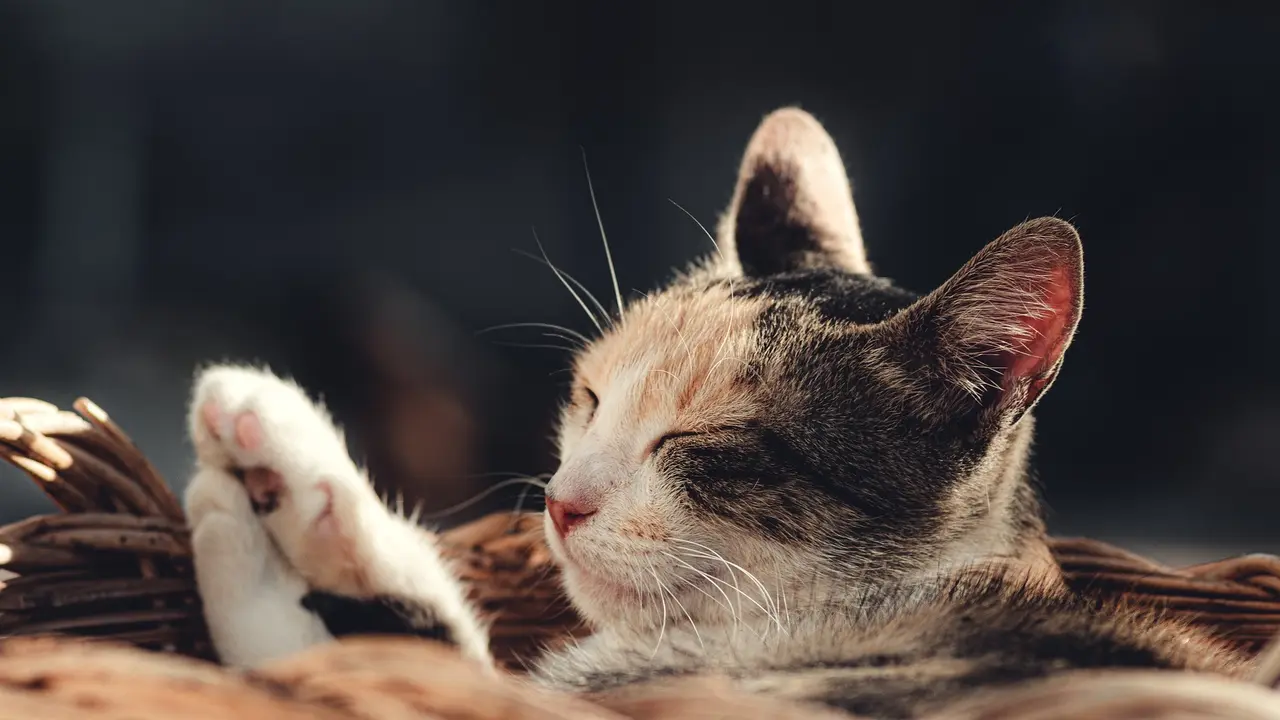 Sterilisasi Kucing Gratis untuk Warga DKI Jakarta, Cek Jadwal dan ...