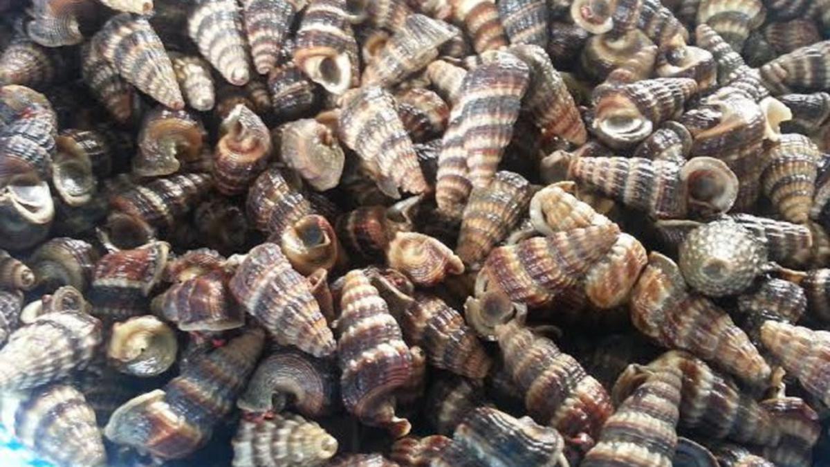 Siput Isap, Kudapan Bergizi Warga Pulau di Kepri - Regional Liputan6.com