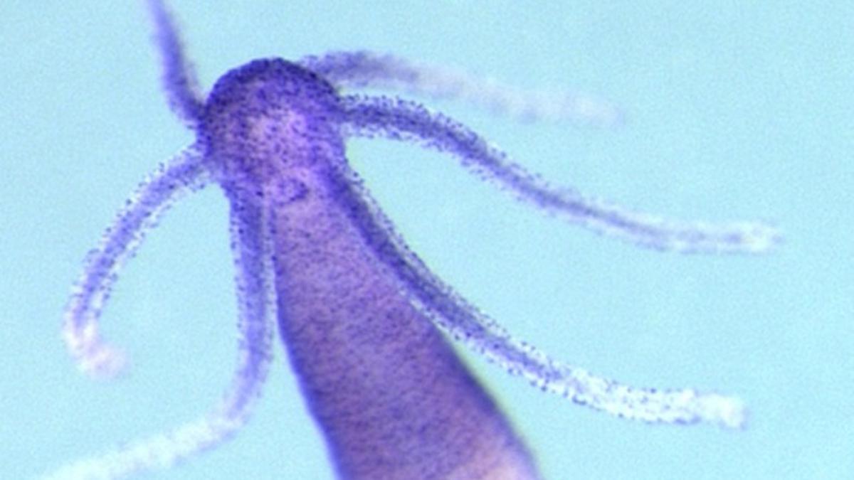 Hydra Si Makhluk Hidup Abadi