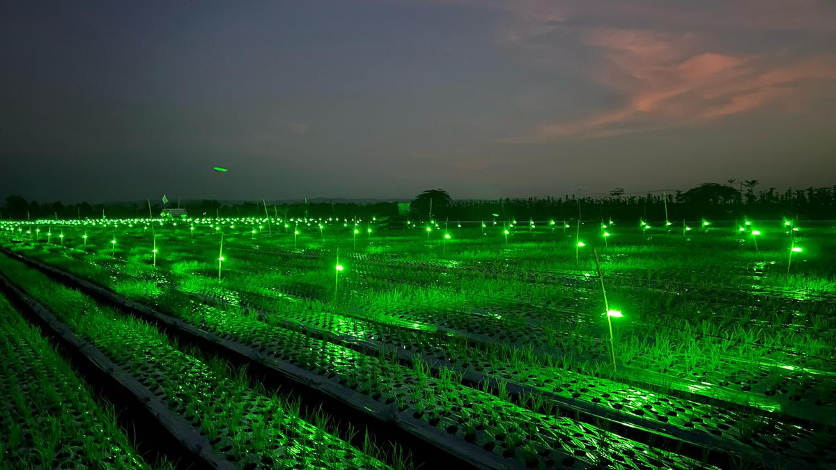 Berkat Sistem Light Trap, Hasil Panen Bawang di Banyuwangi Meningkat ...