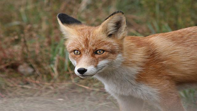 Dikira Anjing Husky, Keluarga Ini Terkejut Hewan Peliharaannya Seekor ...
