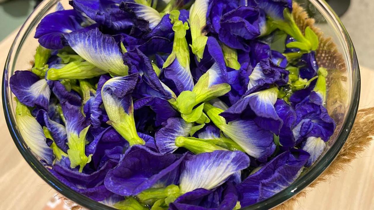 Cara Menanam Bunga Telang dengan Batang agar Cepat Mekar