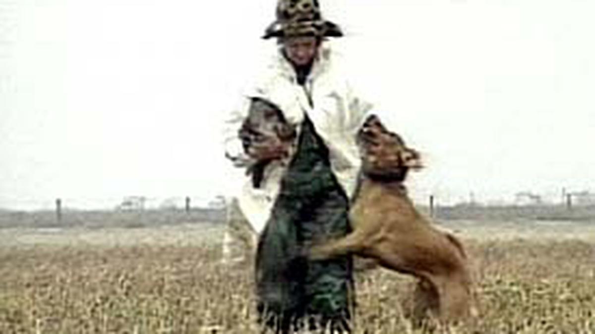 Anjing Kawan Ideal untuk Berburu - Global Liputan6.com