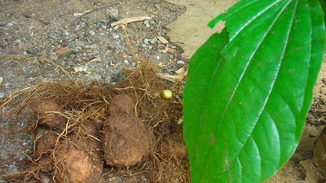 5 Tips Mengolah Umbi Gadung Agar Racunnya Hilang dan Aman Dikonsumsi ...