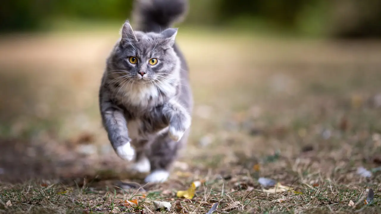 Terus Mengeong, Ini 5 Alasan Kucing Maine Coon Mudah Lapar - Lifestyle ...