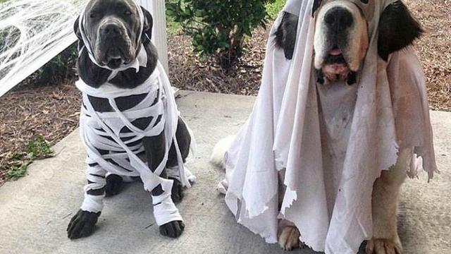 6 Kostum Halloween Anjing Ini Nyeleneh Banget, Seram-Seram Lucu - Hot ...