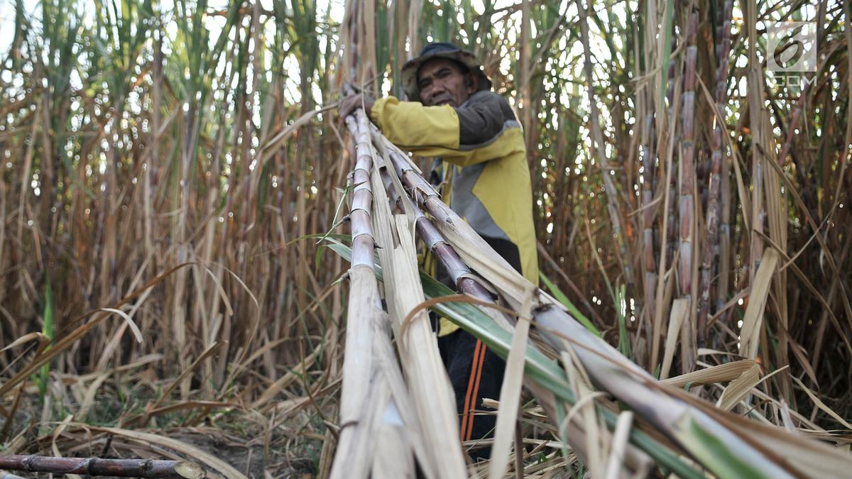 Indonesia Bidik Swasembada Gula, Perhutani Siapkan 2.300 Hektare Lahan Tebu