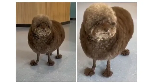 8 Potret Hasil Cukur Bulu Hewan Ini Nyeleneh Banget, Bikin Senyum ...