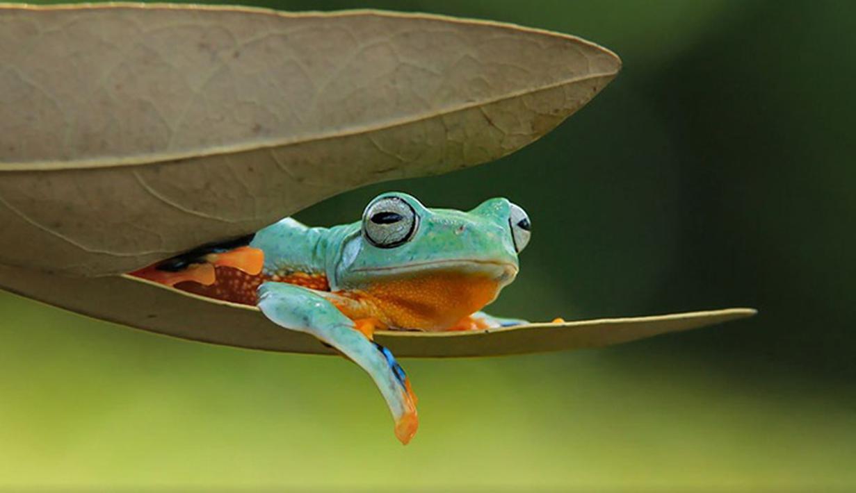 10 Potret Katak Karya Tanto Yensen: Keren & Menggemaskan - Photo Fimela.com