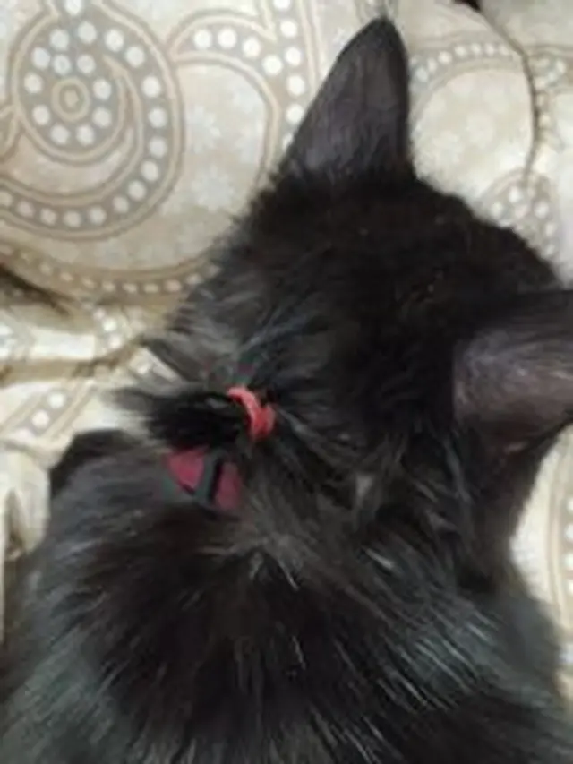 6 Foto Lucu Kucing dengan Rambut Dikuncir Ini Bikin Gemas - Hot ...