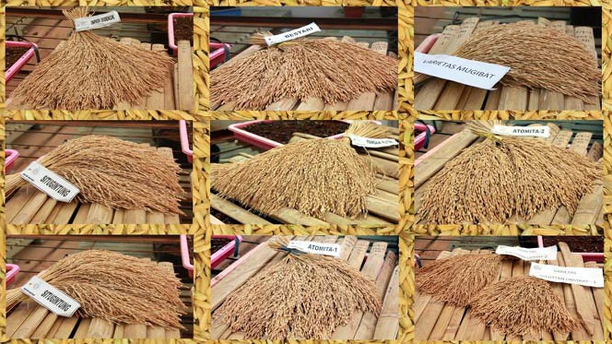 Varietas Unggul Padi Hasil Mutasi Radiasi - News Liputan6.com