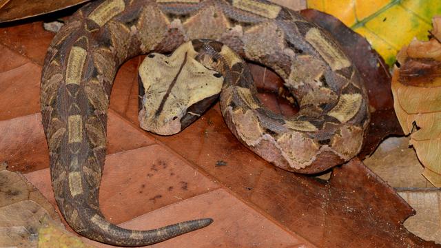 Kenali 7 Jenis Ular yang Mirip Daun Kering Ini, Waspada di Kebun