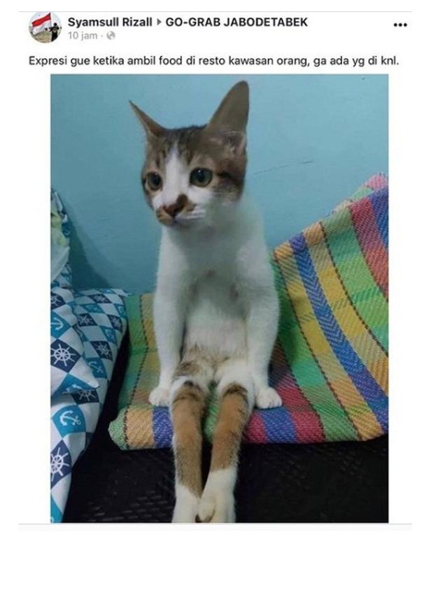 7 Potret Kucing saat Berpose Duduk Ini Bikin Geleng Kepala - Hot ...