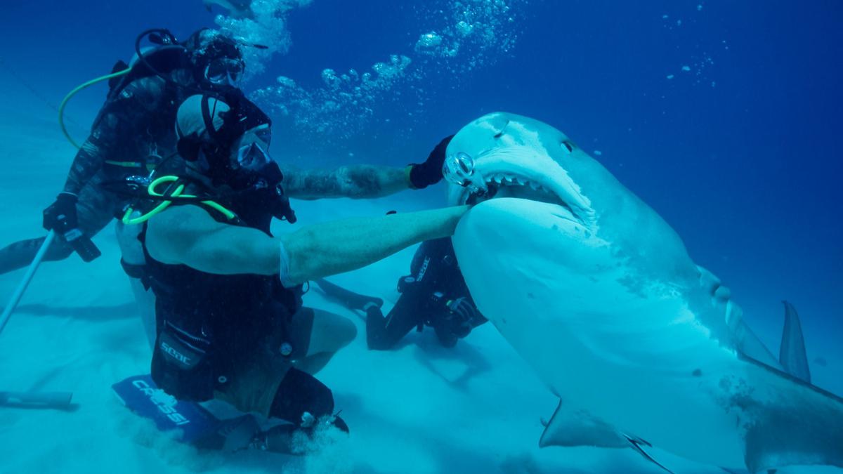 The Underwater Thrill Returns! The Complete Shark Week 2025 Schedule on ...