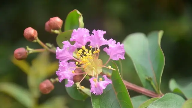 Tak Banyak yang Tahu, 5 Bahan Herbal Ini Dapat Membantu Hilangkan Stres ...