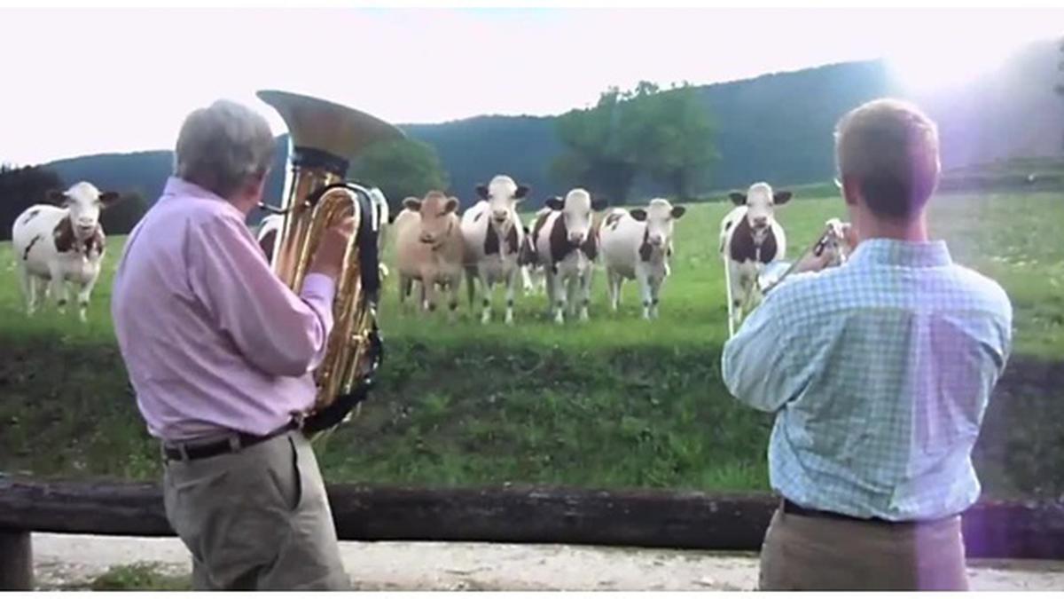 Wow, Selera Musik Sapi-Sapi Ini Keren. Tonton Kalau Tidak Percaya ...