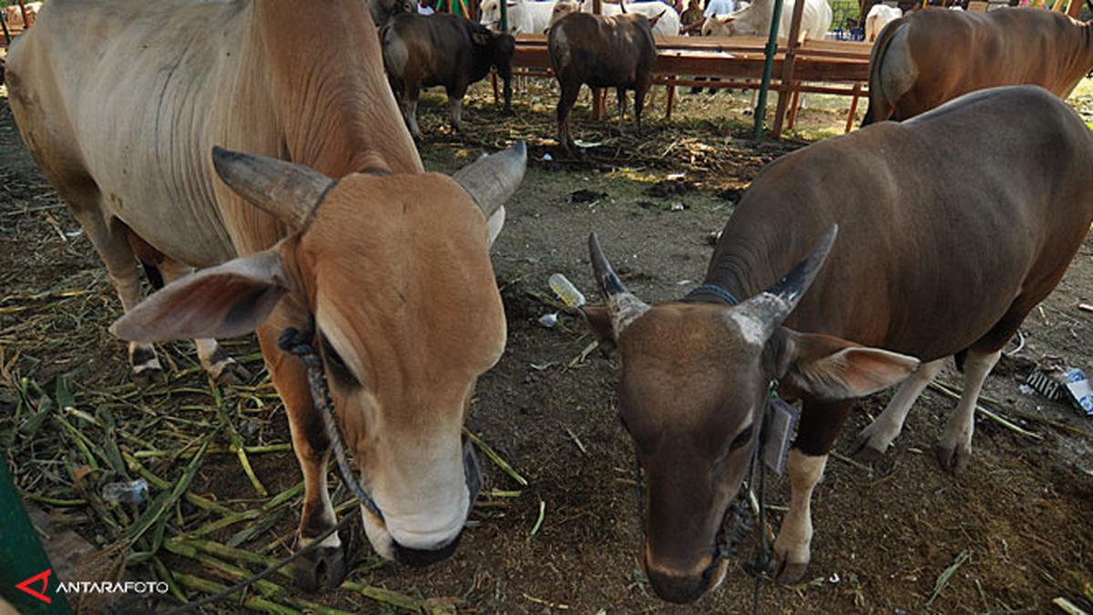 Ini Alasan RI Tak Bisa Impor Sapi dari India - Bisnis Liputan6.com