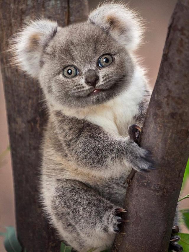 6 Editan Foto Hewan Lain Berkepala Kucing Ini Nyeleneh, Kocak