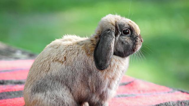10 Jenis Kelinci Hias dan Harganya, Bisa Jadi Pilihan Hewan Peliharaan ...