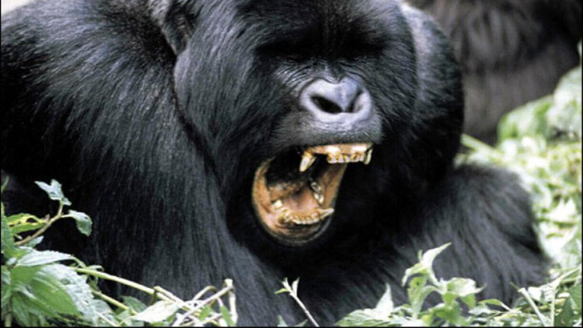 Pemburu Satwa Liar Kudu Tahu Kekuatan Sesungguhnya Dari Binatang ...