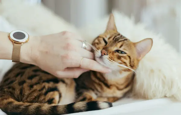 Memahami ACL Adalah: Fungsi, Cedera, dan Penanganannya - Feeds Liputan6.com