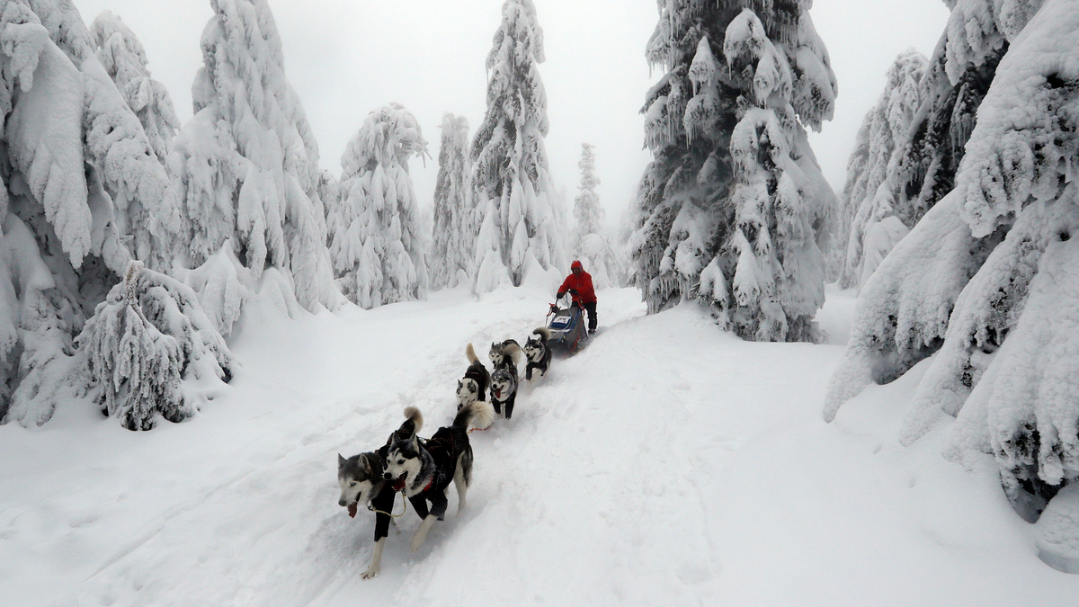 FOTO: Melihat Keseruan Balap Kereta Luncur Anjing di Ceko - Foto ...