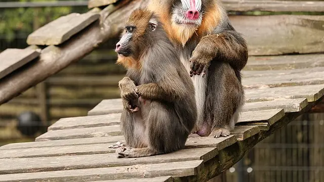 8 Jenis Primata Paling Berbahaya di Dunia, Jangan Coba Mendekat ...