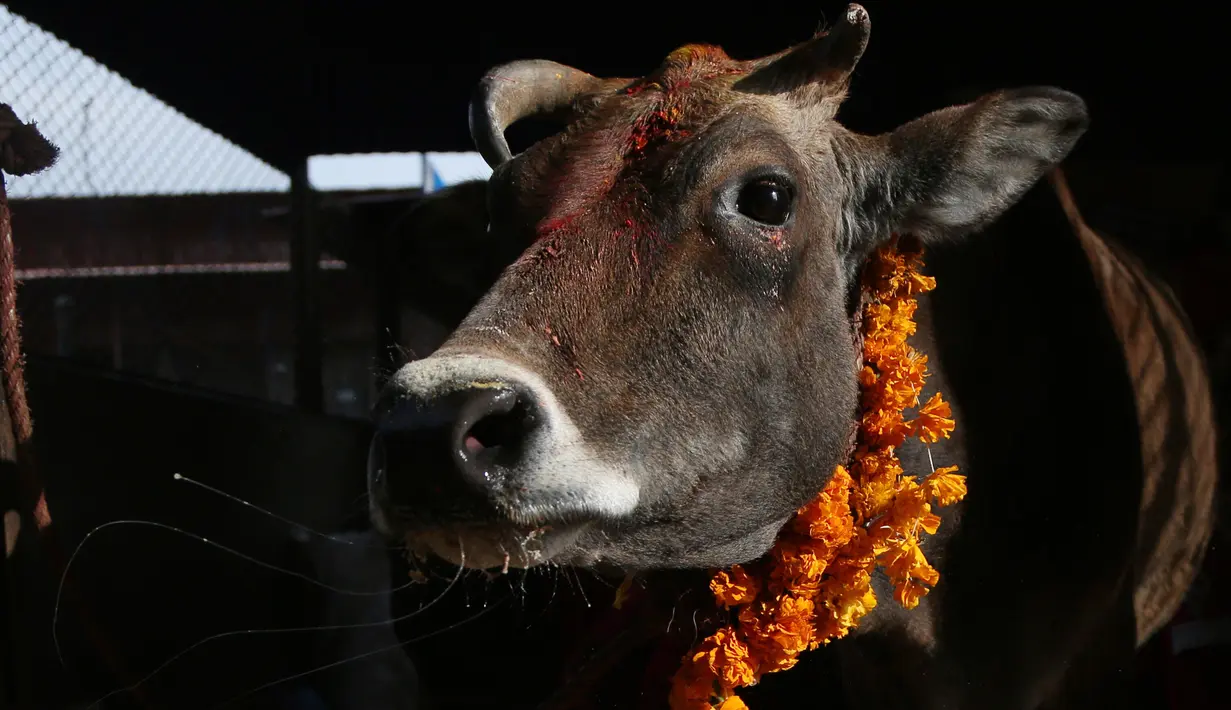 FOTO: Sapi Disembah dalam Festival di Nepal - Foto Liputan6.com